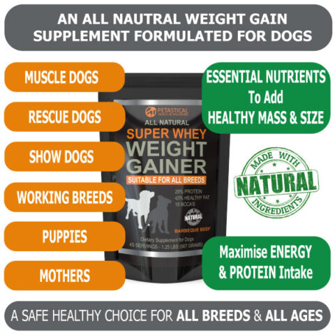Weight Gain for Dogs of All Breeds and Ages - Petastical